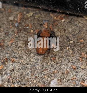 Cardinal Jumping Spider (Phidippus cardinalis Stock Photo - Alamy