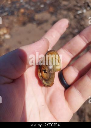 Giant Floater (Pyganodon grandis Stock Photo - Alamy