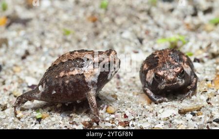 Sand Rain Frog (Breviceps rosei rosei) Amphibia Stock Photo - Alamy