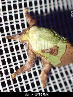 Plum-slug (Latoia latistriga Stock Photo - Alamy