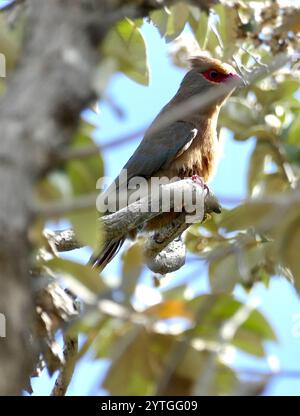 Cape Redface Mousebird (Urocolius indicus indicus) Aves Stock Photo - Alamy