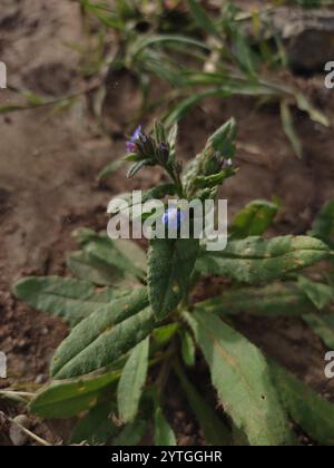 small bugloss (Anchusa arvensis Stock Photo - Alamy