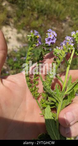 fragrant heliotrope (Heliotropium amplexicaule Stock Photo - Alamy