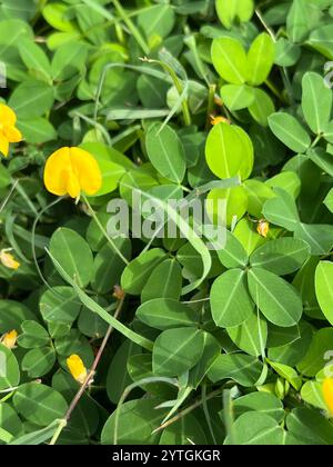 creeping peanut (Arachis repens Stock Photo - Alamy