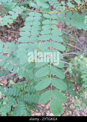 California False Indigo (Amorpha californica), Plantae, Hidden Falls ...