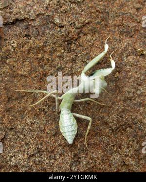 Wide-armed Mantis (Cilnia humeralis Stock Photo - Alamy