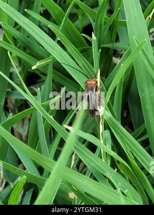 Striped Ground Cricket (Allonemobius fasciatus Stock Photo - Alamy