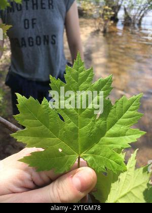 Freeman's Maple (Acer × freemanii Stock Photo - Alamy