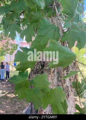 southern sugar maple (Acer floridanum) Plantae Stock Photo - Alamy