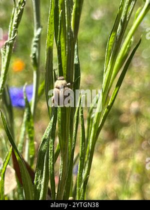 Grapevine Hoplia (Hoplia callipyge Stock Photo - Alamy