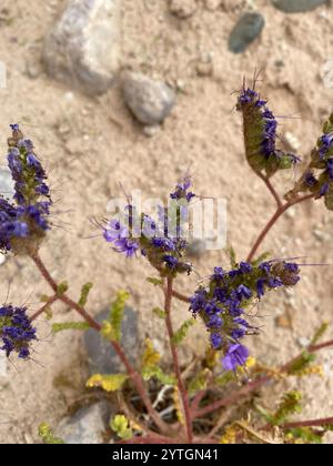 Notch-leaf Scorpionweed (Phacelia crenulata Stock Photo - Alamy