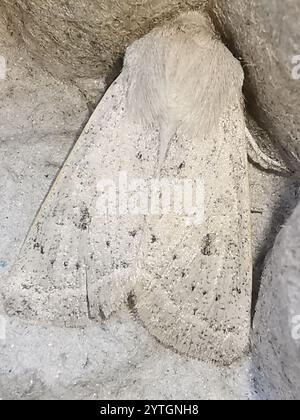 Powdered Quaker (Orthosia gracilis Stock Photo - Alamy