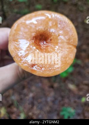 Weeping milk cap (Lactifluus volemus). Called Orange-brown milky, Tawny ...