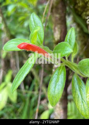Columnea scandens L Columnea scandens L Stock Photo - Alamy