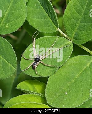 Eurasian Running Crab Spider (Philodromus dispar Stock Photo - Alamy