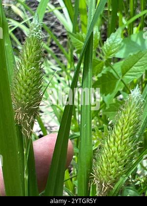 cattail sedge (Carex typhina Stock Photo - Alamy