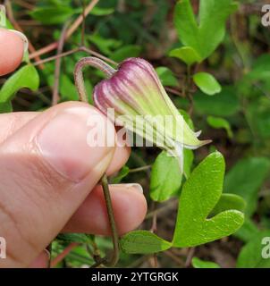 Netleaf Leather Flower (Clematis reticulata Stock Photo - Alamy