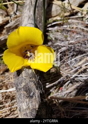Clubhair Mariposa Lily (Calochortus clavatus) Plantae Stock Photo - Alamy