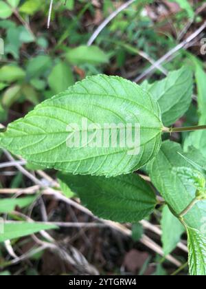 common New Jersey tea (Ceanothus americanus americanus Stock Photo - Alamy