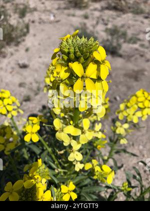 Prairie-rocket Wallflower (Erysimum asperum Stock Photo - Alamy