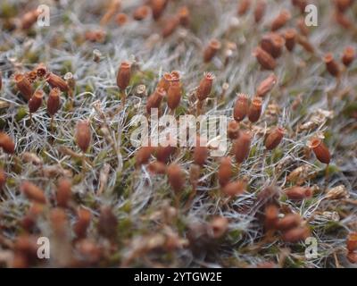 Steppe mouse-moss (Coscinodon calyptratus Stock Photo - Alamy