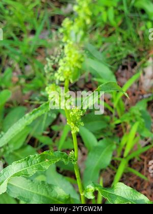 tall dock (Rumex altissimus Stock Photo - Alamy