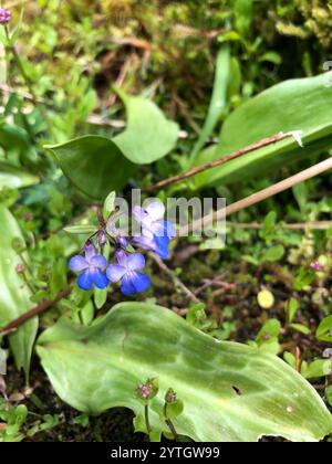 Giant Blue-eyed Mary (Collinsia grandiflora) Plantae Stock Photo - Alamy