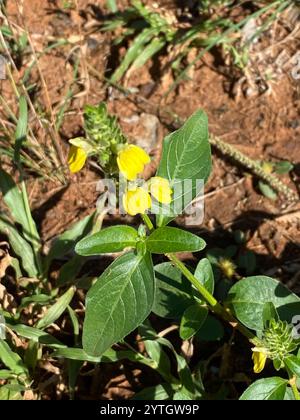 Yellow Justicia (Justicia flava Stock Photo - Alamy