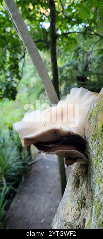 Tawaka (Cyclocybe parasitica Stock Photo - Alamy