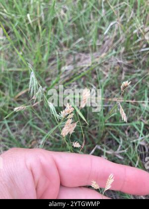 buffalograss (Bouteloua dactyloides Stock Photo - Alamy