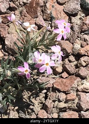 Longleaf Phlox (Phlox longifolia Stock Photo - Alamy