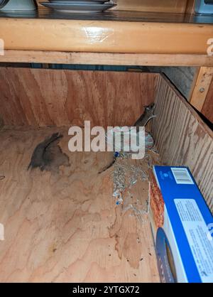 Mice, Rats, and Hamsters (Myomorpha Stock Photo - Alamy