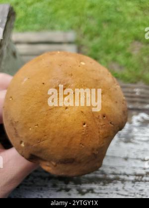 butter-foot bolete (Boletus auripes Stock Photo - Alamy