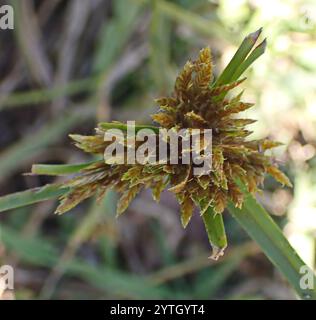 Bunchy flat-sedge (Cyperus polystachyos Stock Photo - Alamy