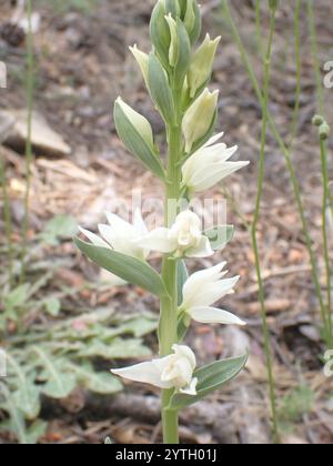 Eastern Hooded Helleborine (Cephalanthera epipactoides Stock Photo - Alamy