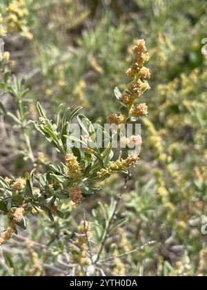 Fourwing Saltbush (Atriplex canescens Stock Photo - Alamy