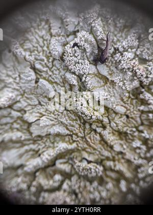 rock greenshield lichen (Flavoparmelia baltimorensis Stock Photo - Alamy