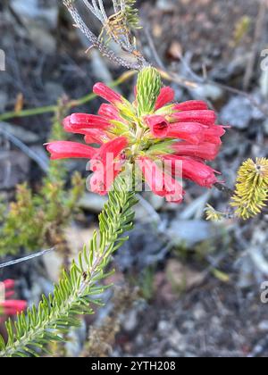 Peninsula Heath complex (Erica abietina Stock Photo - Alamy