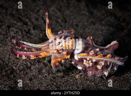 Eye level with an Flamboyant cuttlefish (Metasepia pfefferi Stock Photo ...