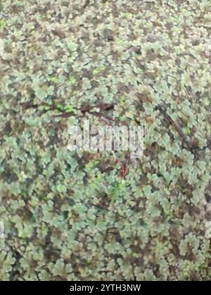 Red Azolla (Azolla rubra Stock Photo - Alamy