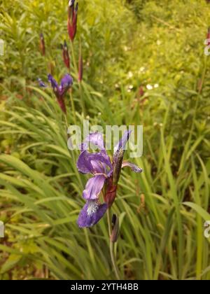 Siberian Irises (Limniris Stock Photo - Alamy