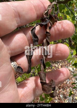 Catclaw Blackbead (Pithecellobium unguis-cati Stock Photo - Alamy