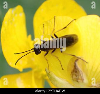 Stem Sawflies (Cephidae Stock Photo - Alamy