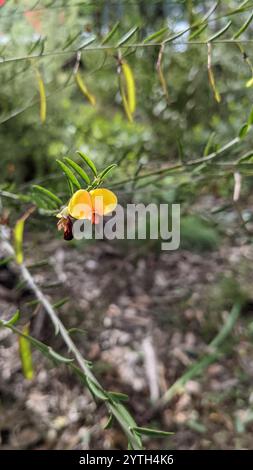 Variable Bossiaea (Bossiaea heterophylla Stock Photo - Alamy