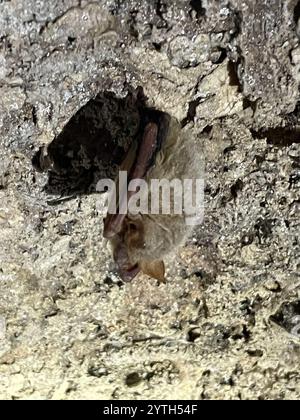 Tricolored Bat - Perimyotis subflavus Stock Photo - Alamy