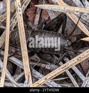 Western Rock-loving Field Cricket (Gryllus saxatilis Stock Photo - Alamy