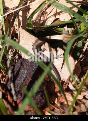 Pale-flecked Garden Sunskink (Lampropholis guichenoti) Reptilia Stock ...