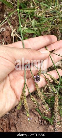 Rough Verbena (Verbena hispida Stock Photo - Alamy