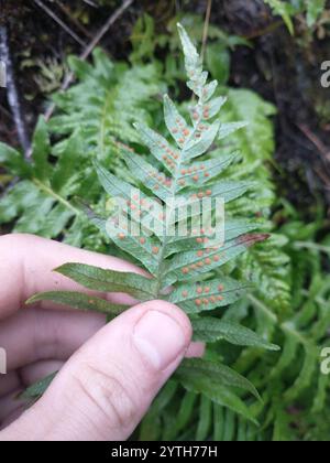 Nested Polypody (Polypodium calirhiza Stock Photo - Alamy