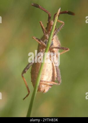 Denticulate Leatherbug (Coriomeris denticulatus Stock Photo - Alamy